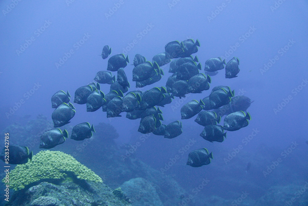 Scuba diving at Chichi jima Bonin island, Ogasawara. Stock Photo ...