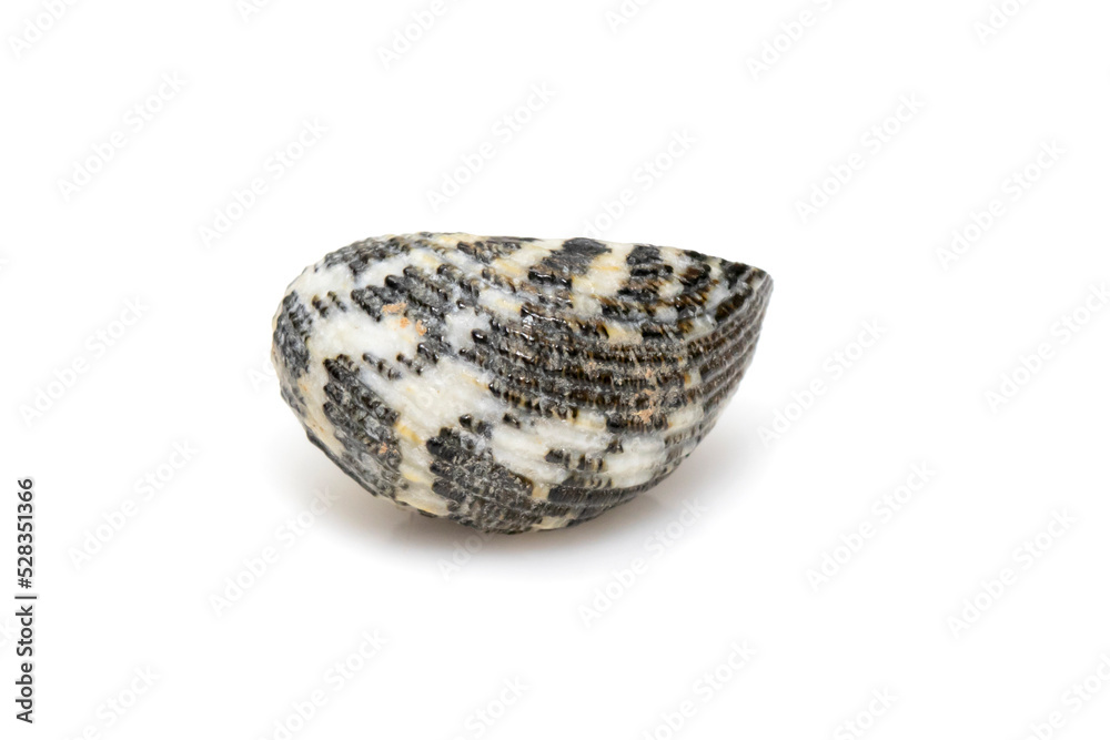 Image of nerita undata shell is a species of sea snail, a marine ...
