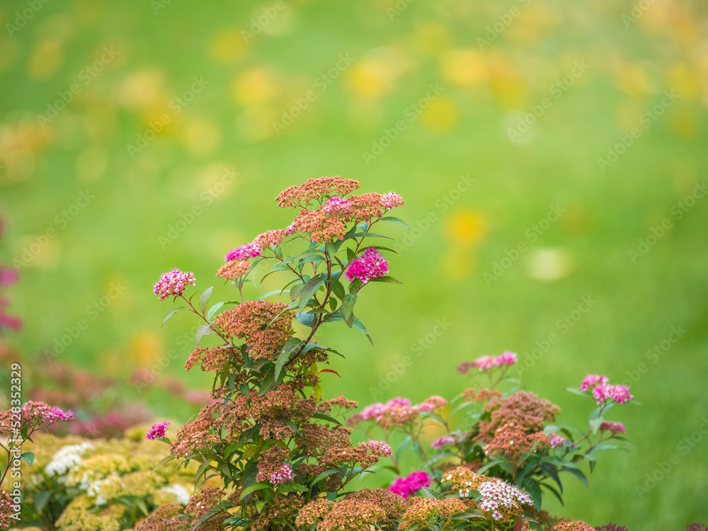 Flowers of Spiraea japonica double play pink, the Japanese meadowsweet ...