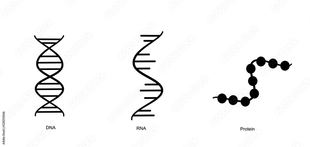 The molecular structure of DNA, RNA and Protein that showed in the ...
