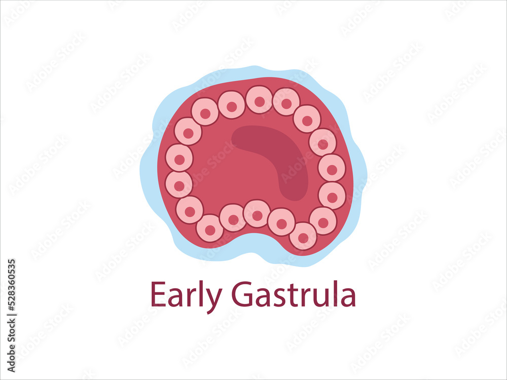 Gastrula. The cells of endoderm and ectoderm. The stage of segmentation ...