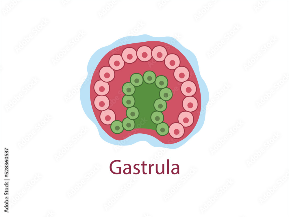 Gastrula. The cells of endoderm and ectoderm. The stage of segmentation ...