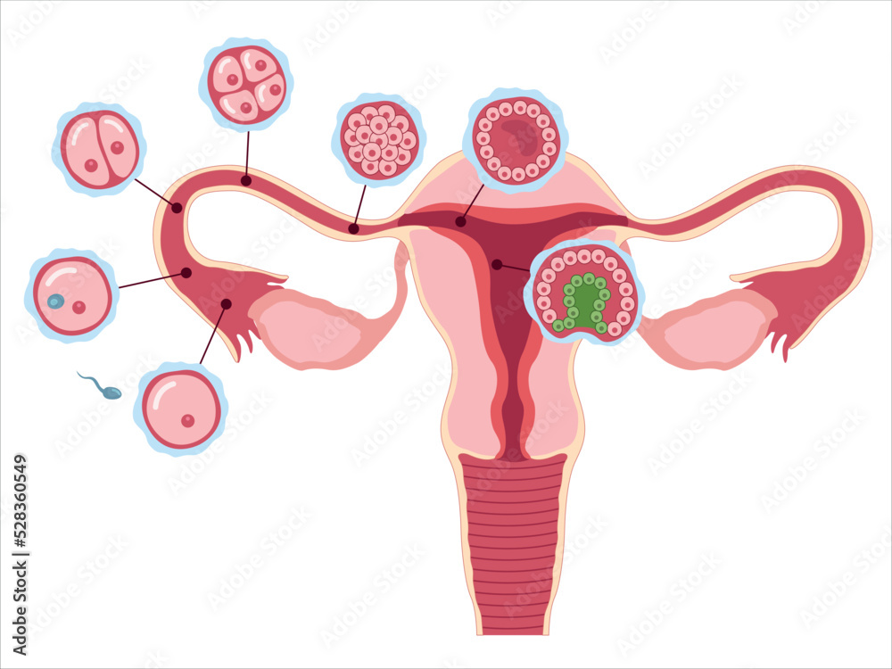 A Healthy Female Reproductive System With Stages Of Segmentation Of