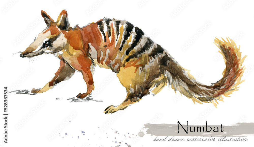 Numbat isolated on white watercolor illustration Stock Illustration ...