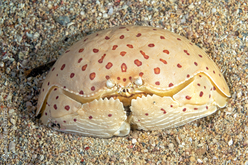 Red-spotted box crab, Calappa calappa, Raja Ampat Indonesia. Stock ...