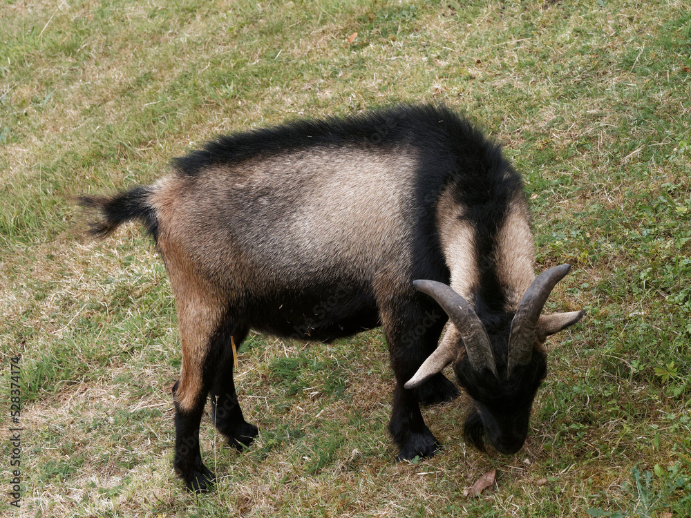Capra hircus | Alpine goat breed with fawn coat with black tips and ...