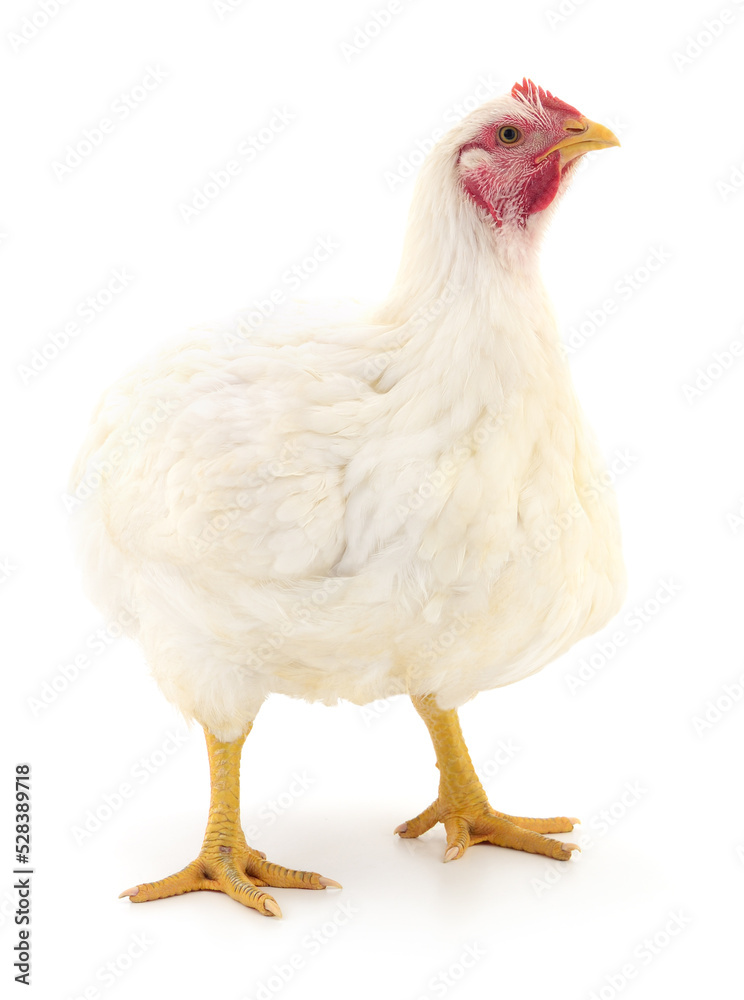 white hen isolated. Stock Photo | Adobe Stock