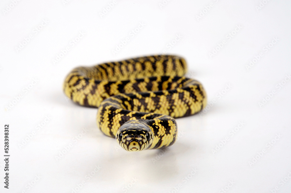 Brooks' kingsnake // Brooks Königsnatter (Lampropeltis getula brooksi ...