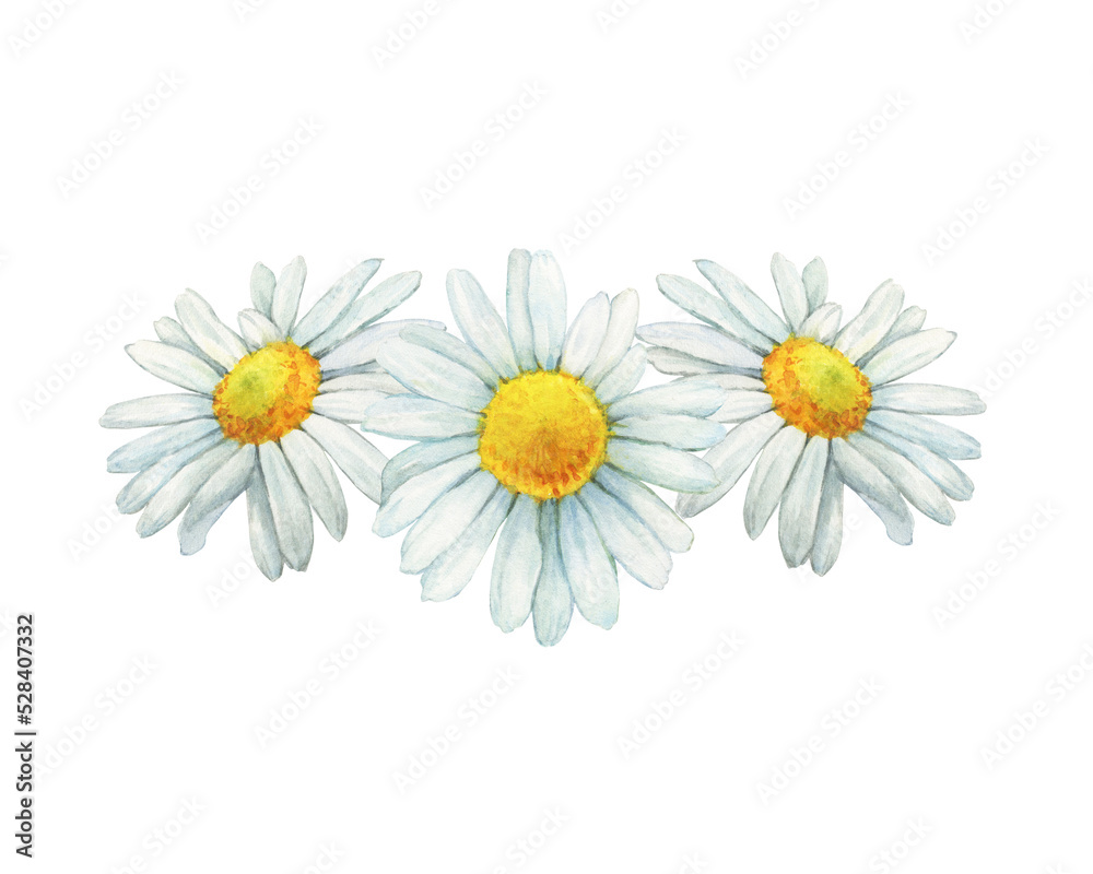 Bouquet Border Frame With Summer Field Meadow White Chamomile