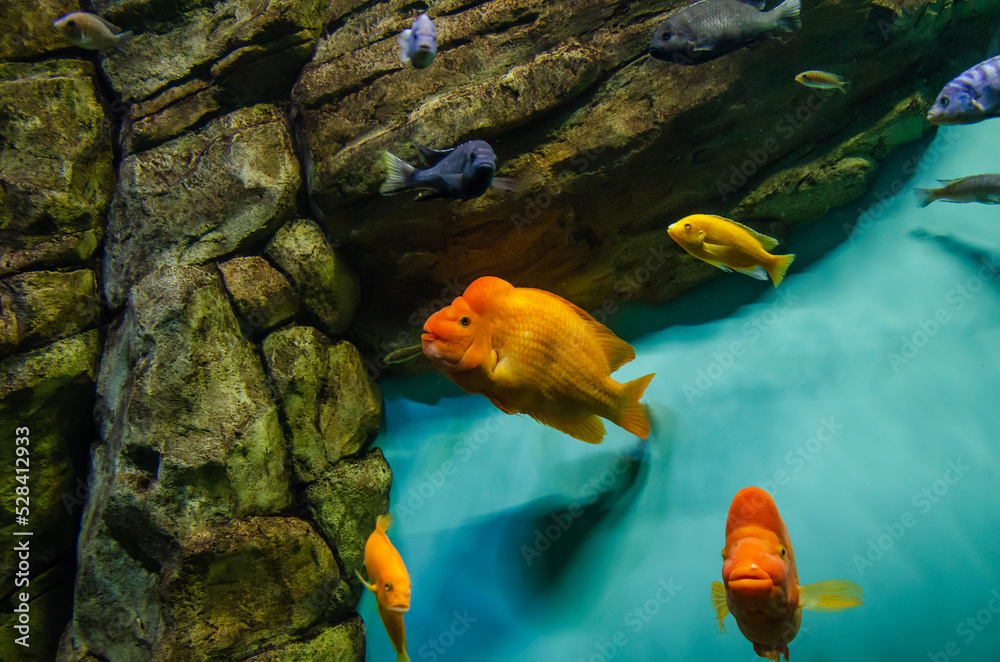 Fish in an aquarium with water behind glass Stock Photo | Adobe Stock