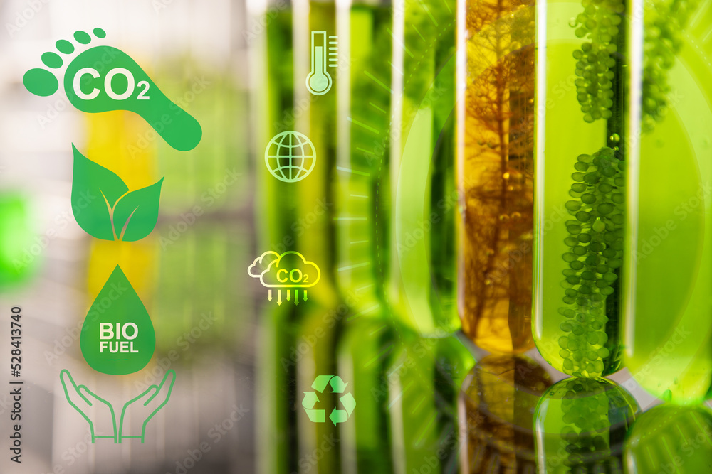 Poster Algae biofuel has a low carbon footprint. – Wall Art | UkPosters
