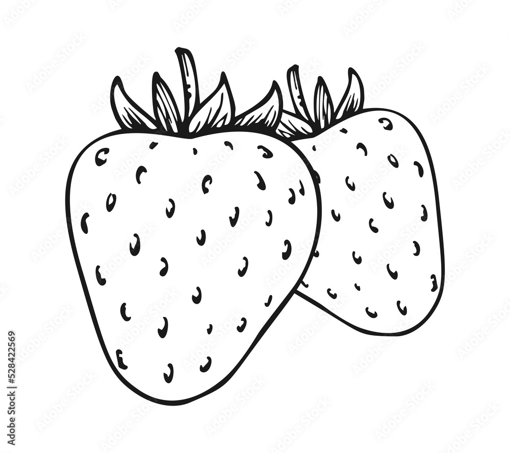 Two whole ripe strawberry coloring book page. Couple of forest wild ...
