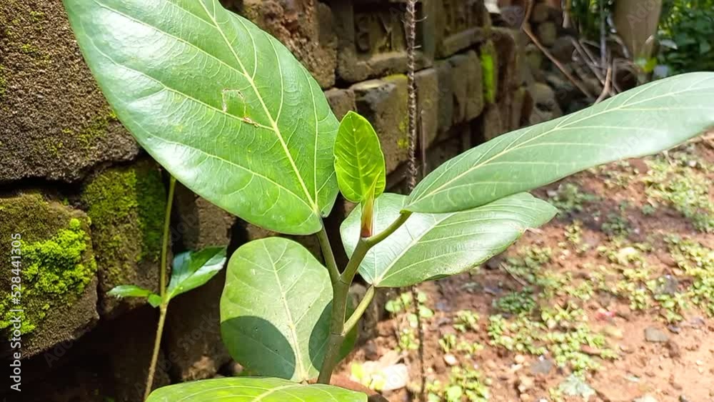 Banyan plant in the mud pot In India,Raw green banyan plants in a pot ...