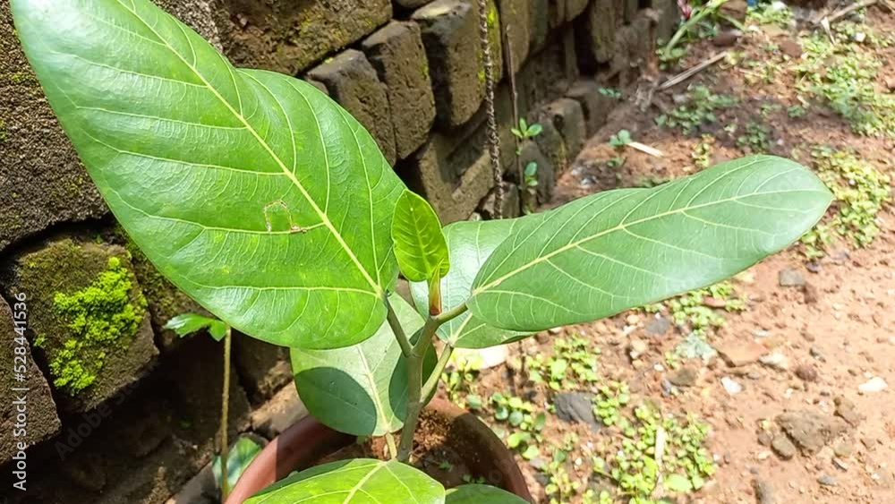 Chota Bargad Podha ,Banyan plant in the mud pot In India ,Green Banyan ...