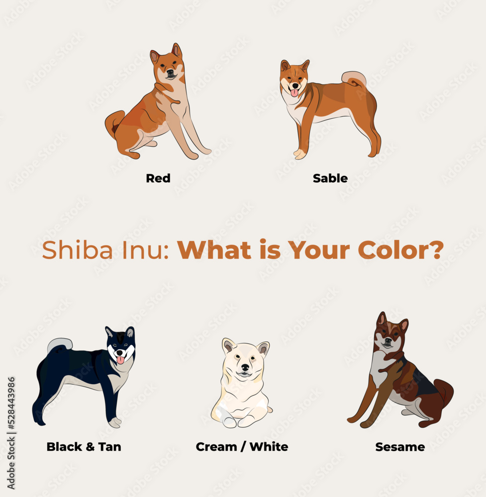 All Colors Of Shiba Inu Breed Dog Pedigree Drawing Cute Dog