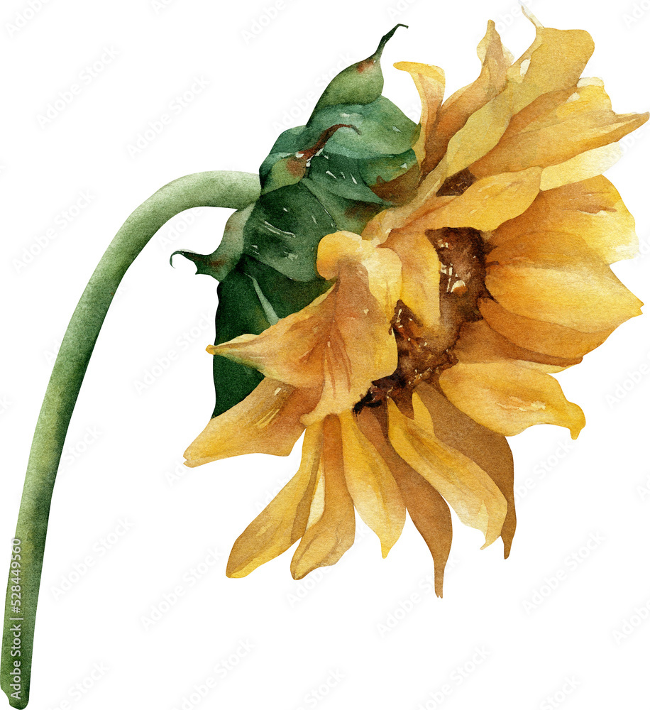 Hand-drawn watercolor sunflower turned sideways botanical illustration ...