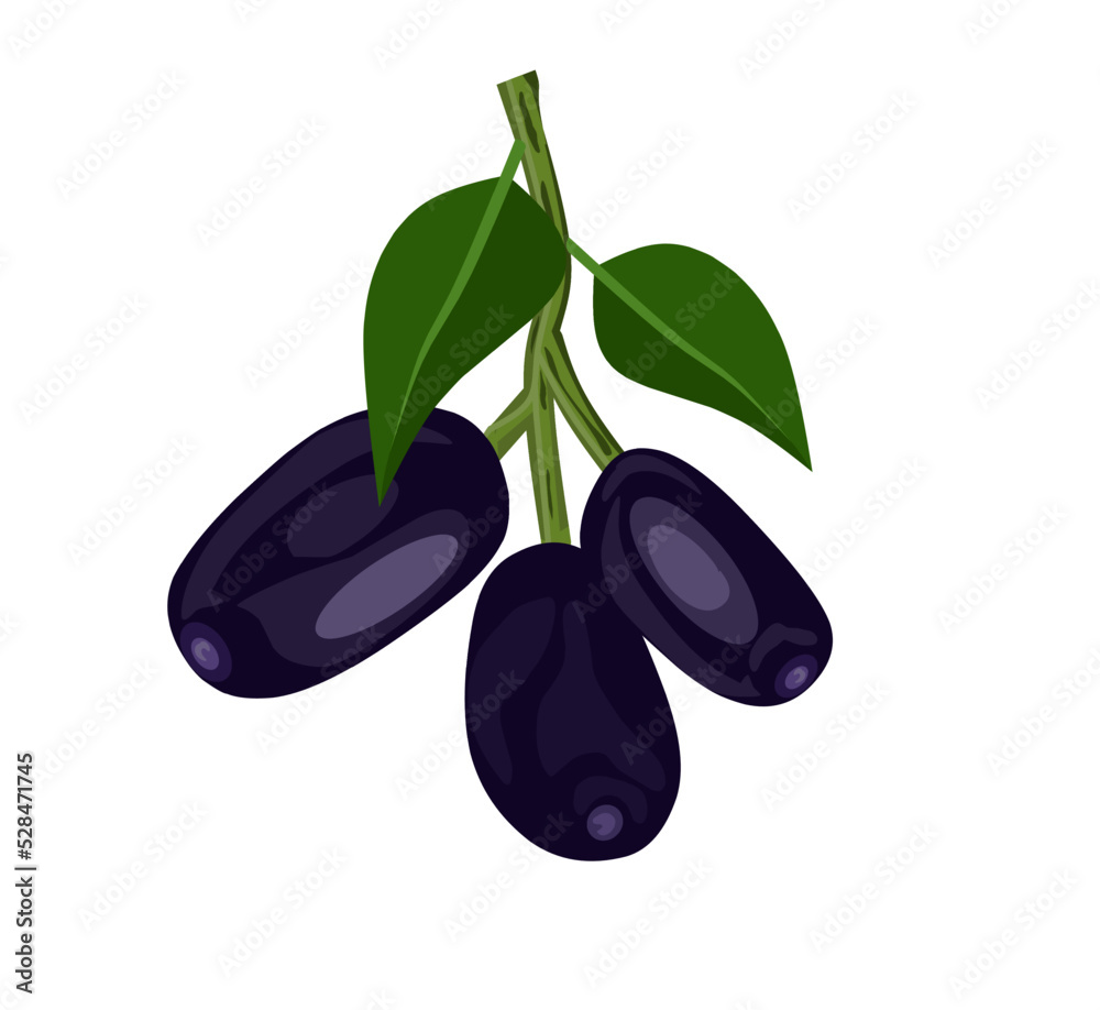 Vector illustration, Jambolan plum or Javanese plum, scientific name ...