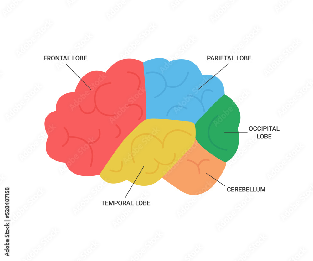 Lobes of brain human side view, medical anatomy. Different areas of ...