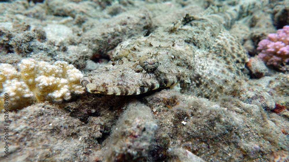 Crocodile fish, fish bone type fish Osteichthyes Flathead ...