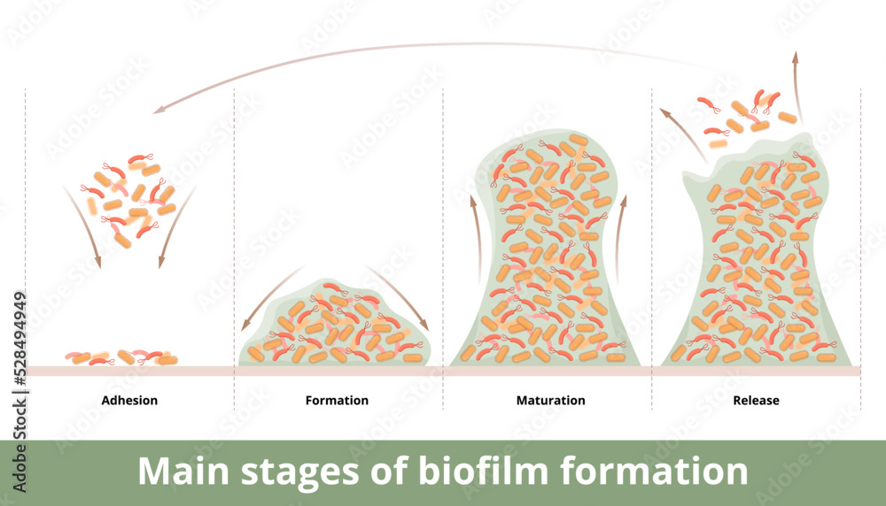 Mechanism Of Biofilm Formation The Four Stages Of Biofilm Fo Mechanism Of Biofilm Formation The Four Stages Of Biofilm Fo