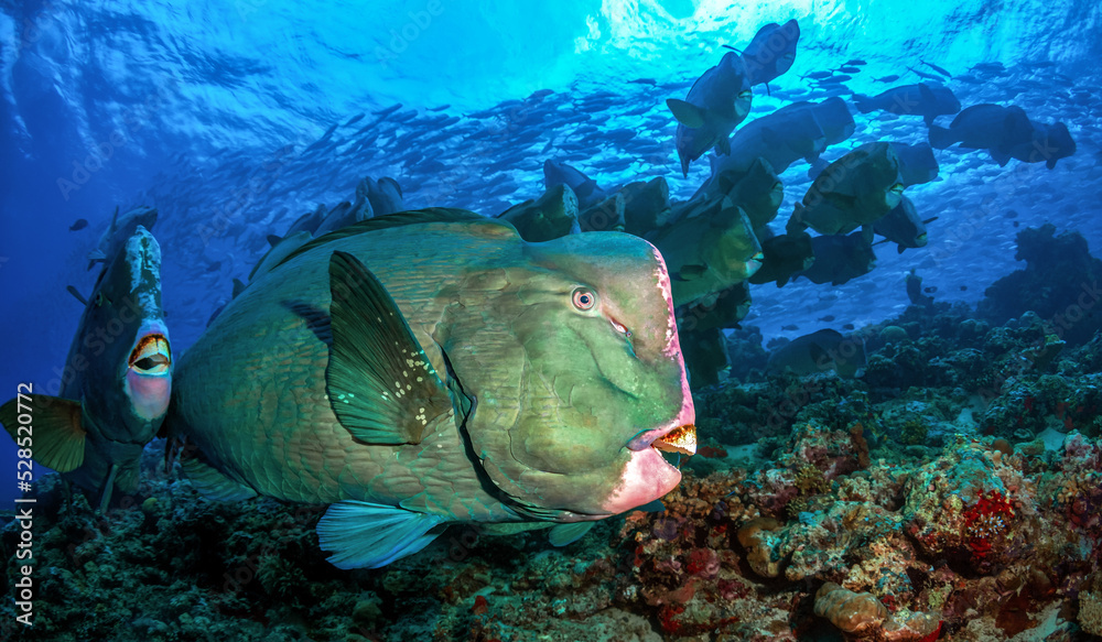 The green conical parrot fish Bolbometopon muricatum in the coastal ...