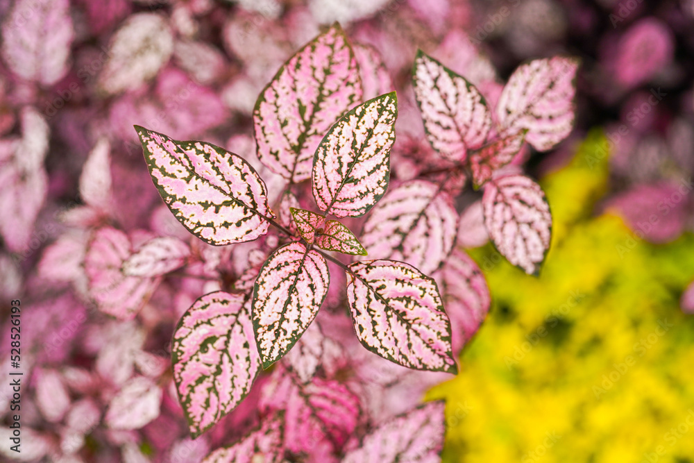 Hypoestes phyllostachya, the polka dot plant, is a species of flowering ...