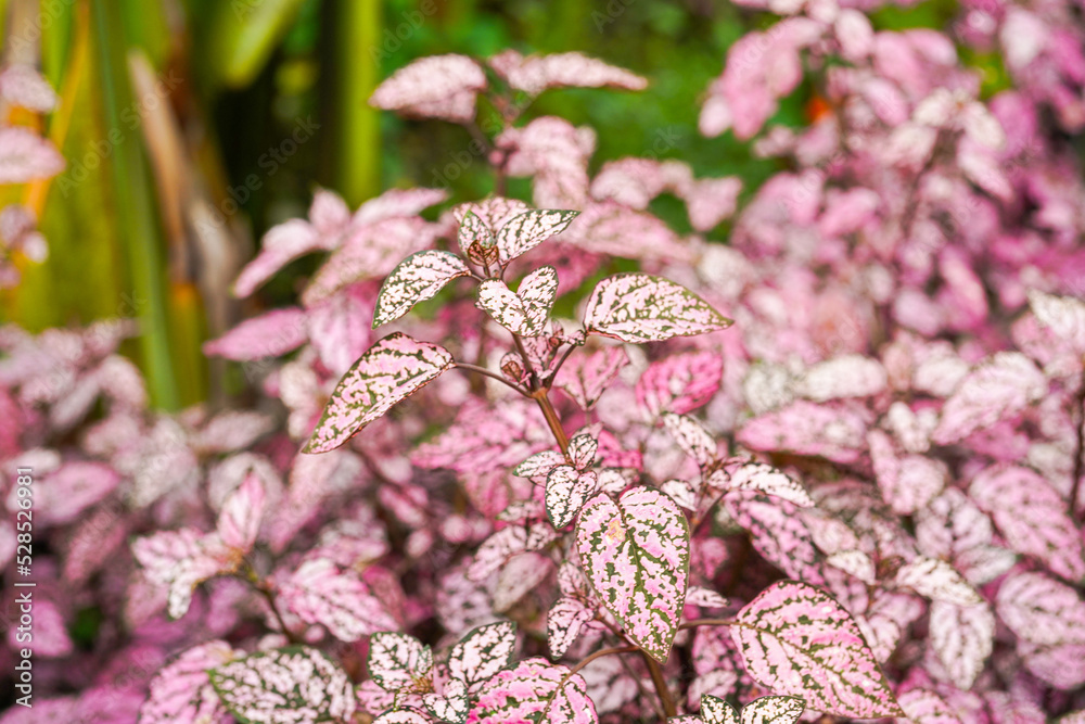 Hypoestes phyllostachya, the polka dot plant, is a species of flowering ...