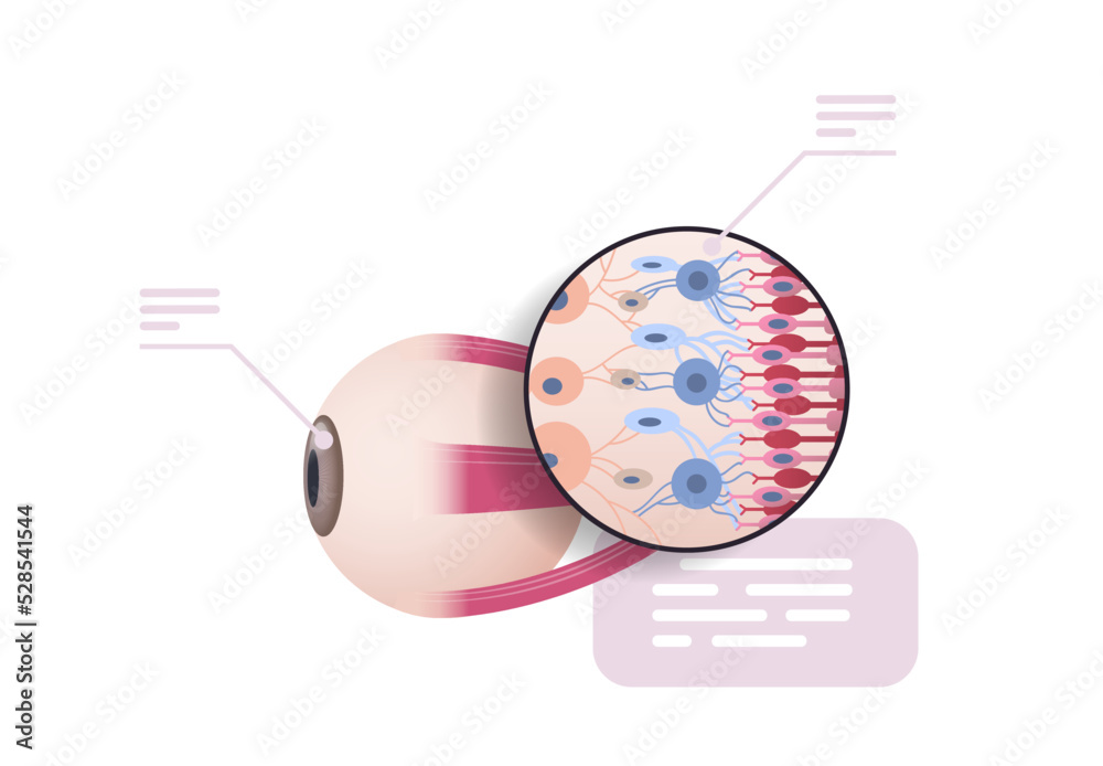 detailed explanation human eye structure internal organ structure ...