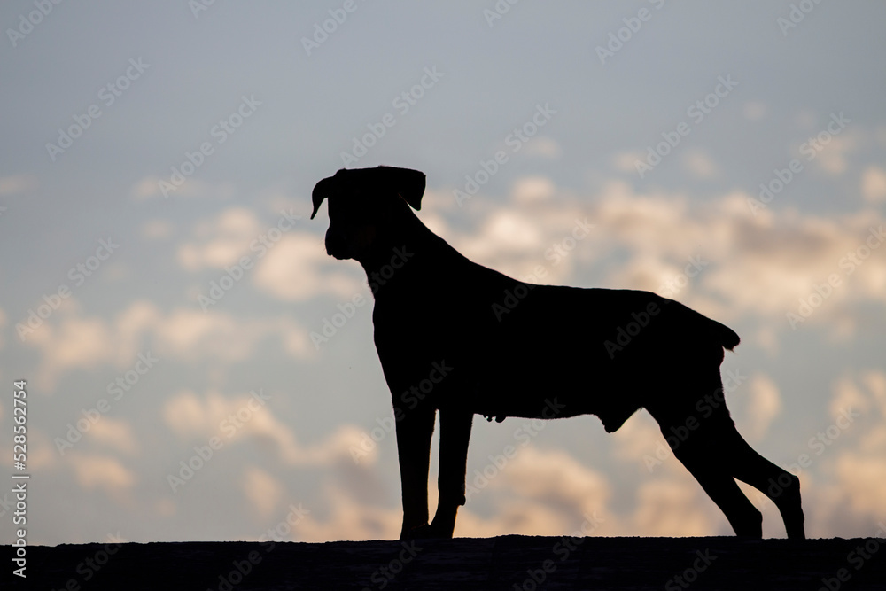 Silueta de perro doberman vigilando sobre la azotea foto de Stock ...