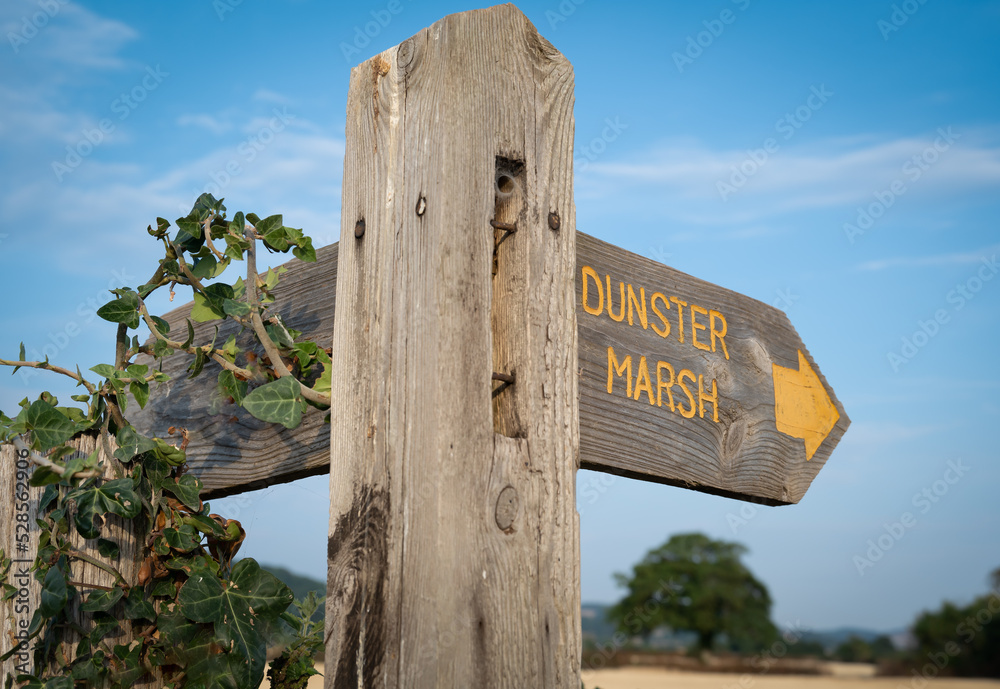 Wooden ivy clad sign post for Dunster Marsh on the coast path at ...