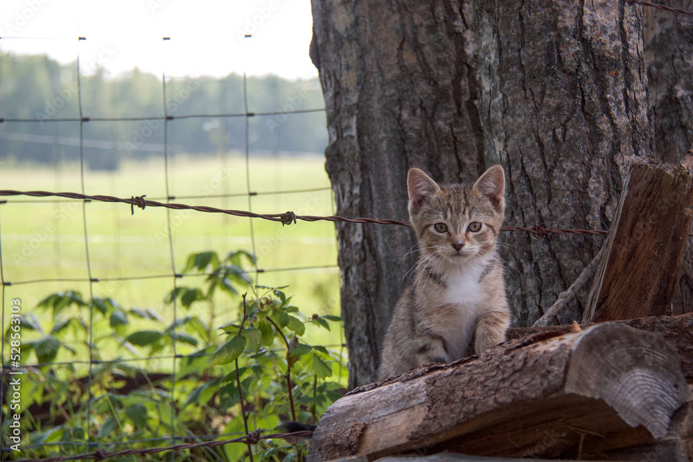 Tom the male barn kitten relaxing in his natural habitat Stock Photo ...