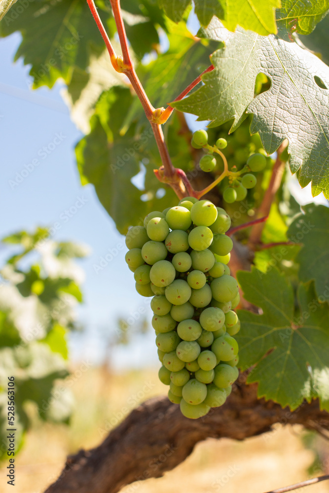 Racimo de uvas en viñedos plantación para el cultivo de uva verde ...