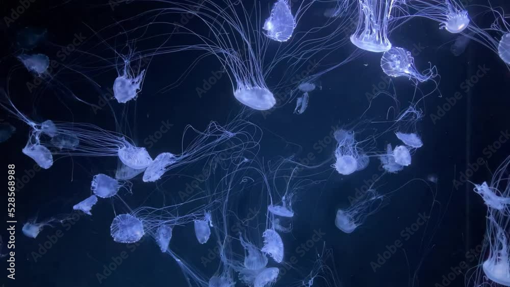 A lot of jellyfish fill the frame. Swim in the blue depths of the ocean ...