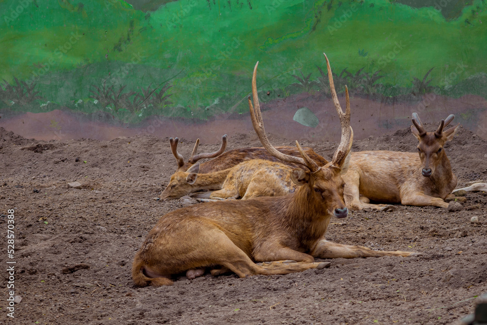 The Barasingha deer or Rucervus Duvaucelii is also called the swamp ...