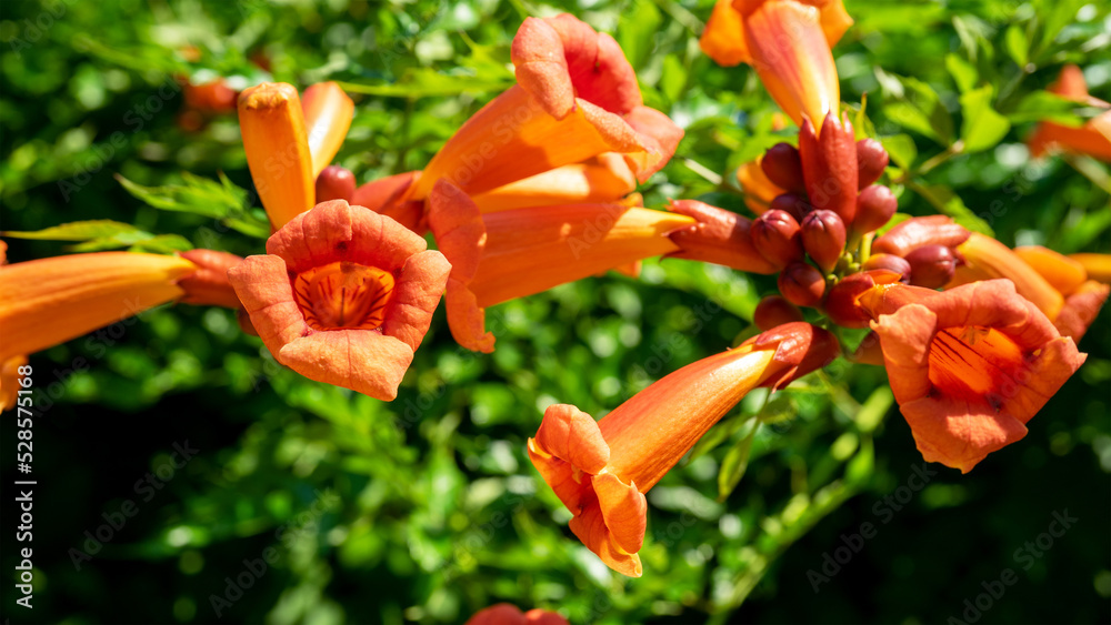 Campsis or trumpet creeper or trumpet vine, flowering plants in family ...