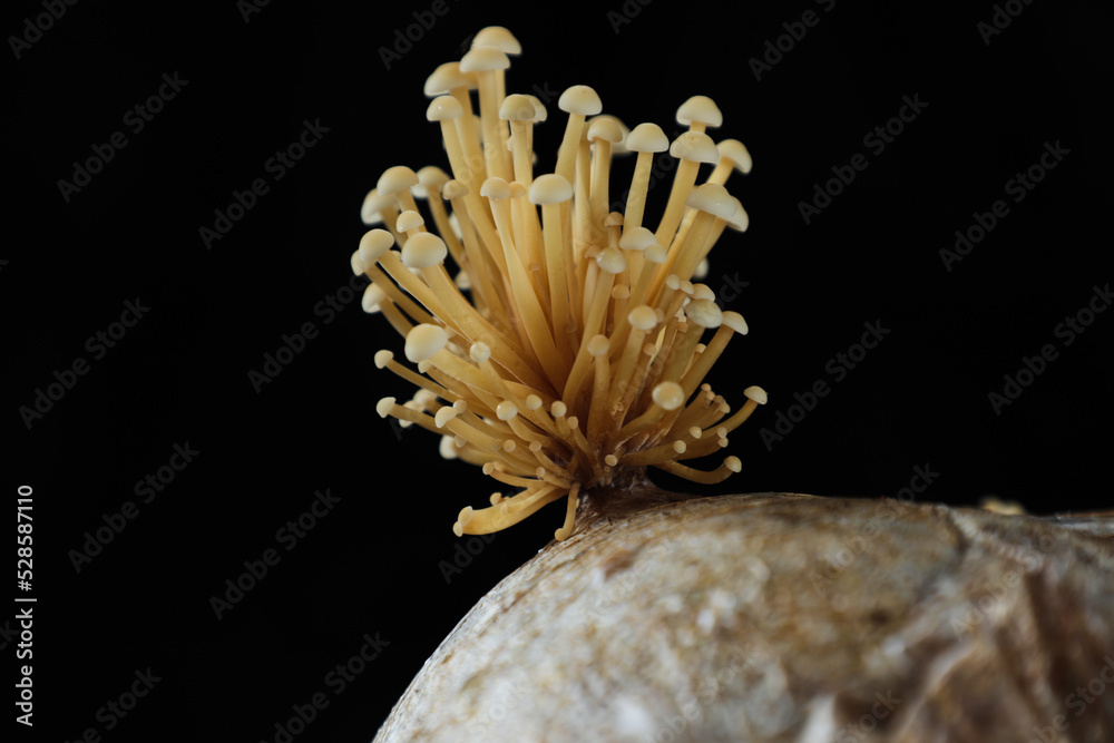 Cultivos de hongos Enoki Stock Photo | Adobe Stock