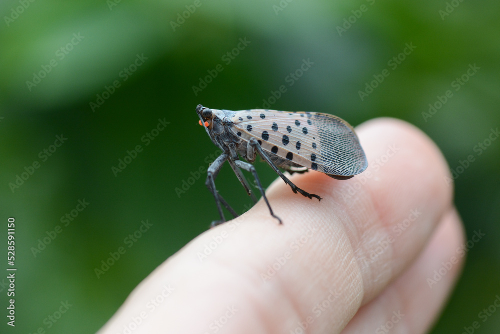 A Spotted Lanternfly (Lycorma delicatula) on a human finger. The ...