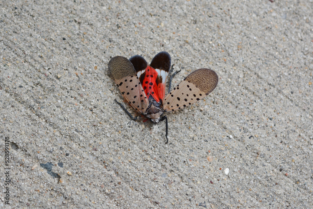 A dead Spotted Lanternfly (Lycorma delicatula) squished on the sidewalk ...