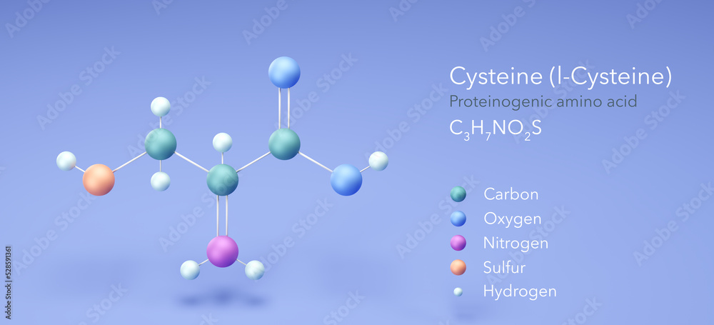 cysteine, proteinogenic amino acid, molecular structures, 3d model ...