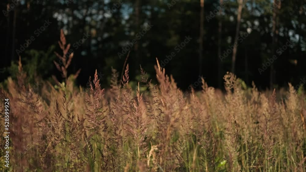Field of tall, wild grass in forest in golden light Stock Video | Adobe ...