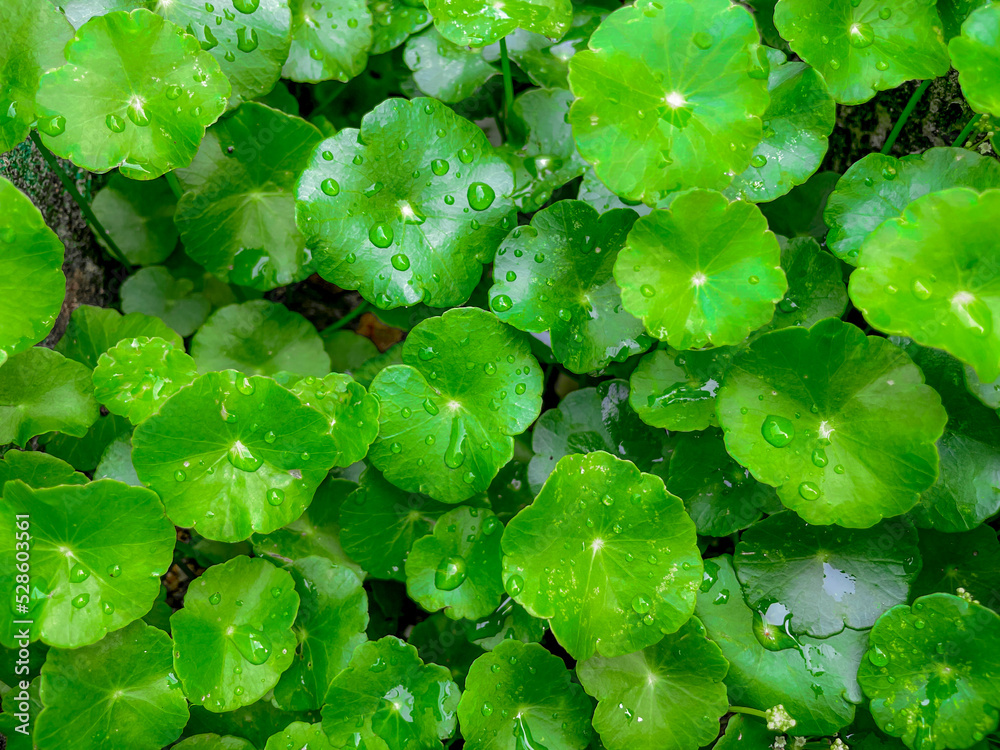 Centella asiatica, Medicinal plants that have medicinal properties ...