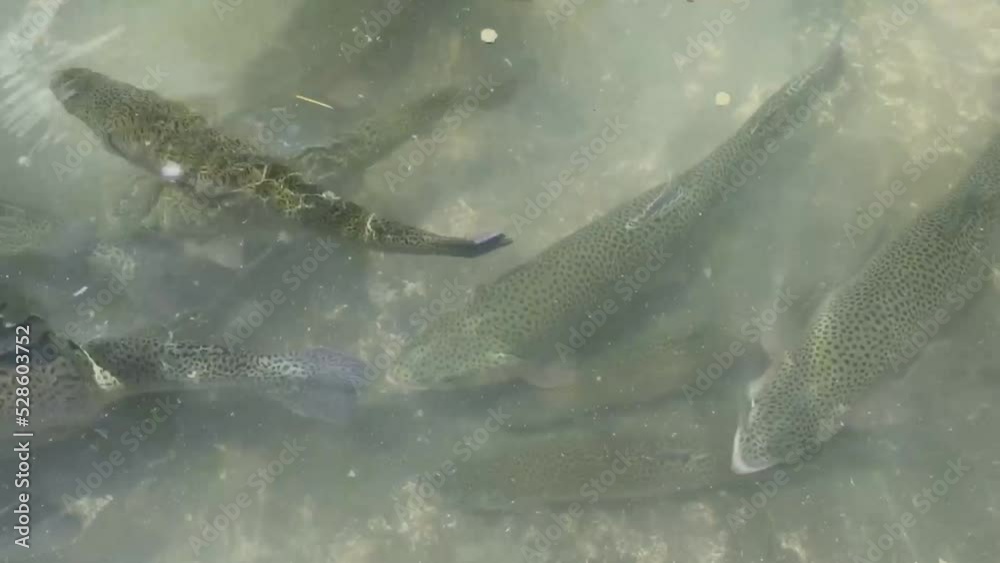 Trout fish farming in Kalam, Swat valley Stock 비디오 | Adobe Stock