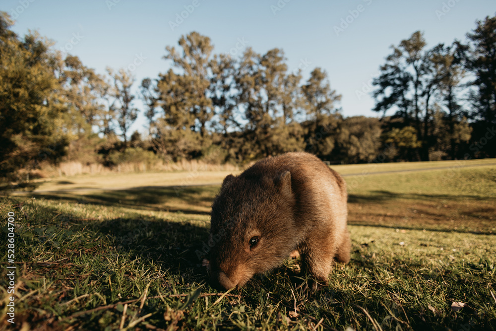 Bare-nosed Wombat at Bendeela Campground. Stock Photo | Adobe Stock
