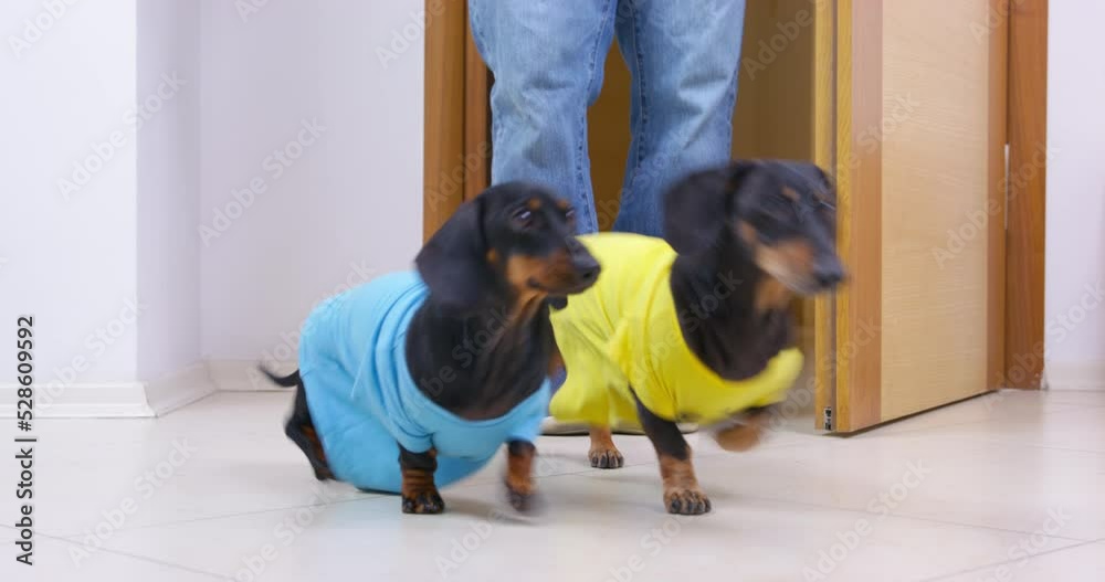 Two dogs and owner are returning home from stroll. Dachshunds ...