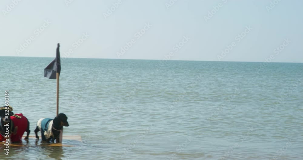 Man pulls a raft with two dachshund dogs in a pirate costume on a rope ...