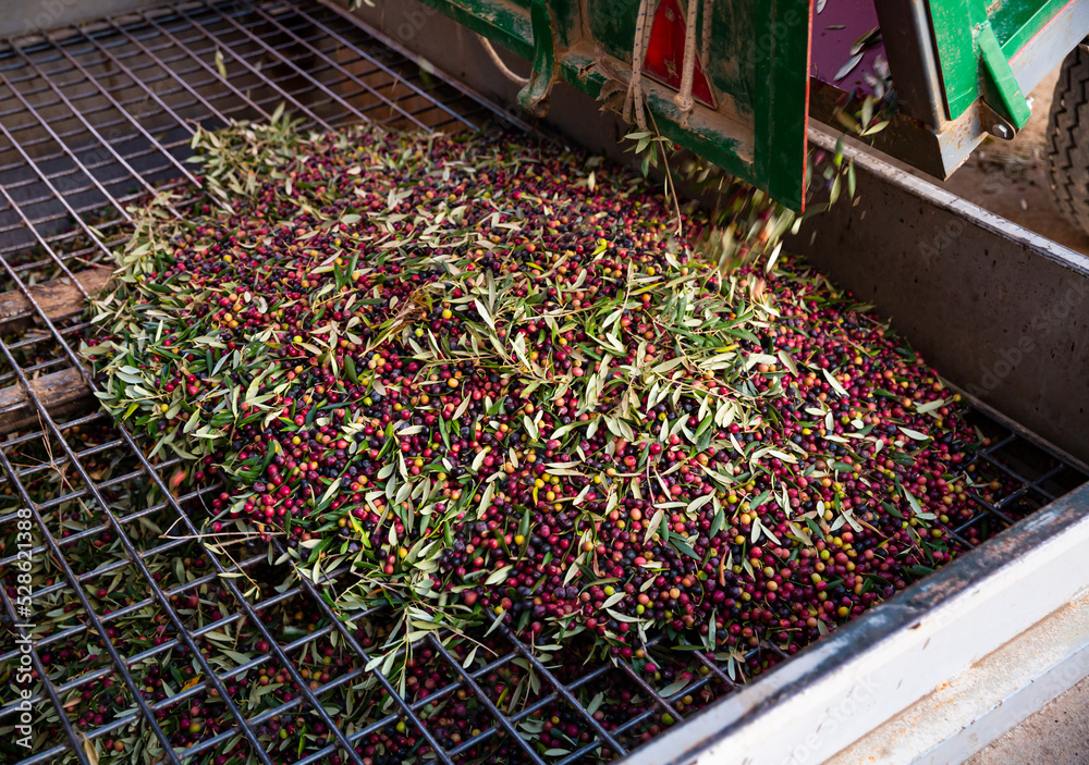 Process of olives discharge in hopper for next sorting and defoliating ...