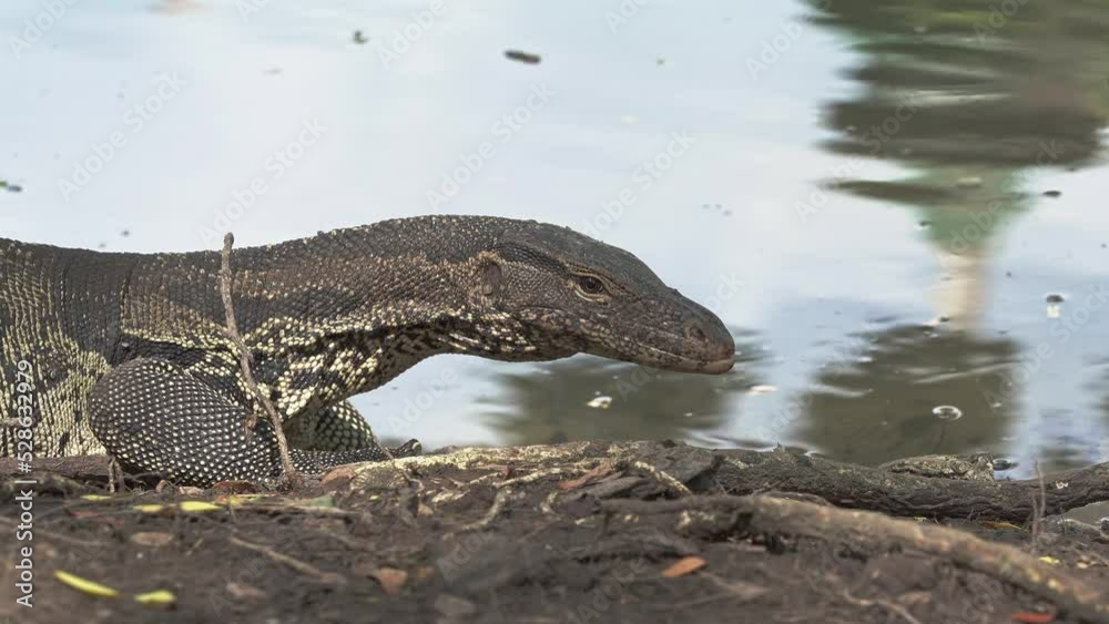 The striped monitor lizard, or water monitor, (Varanus salvator) is a ...