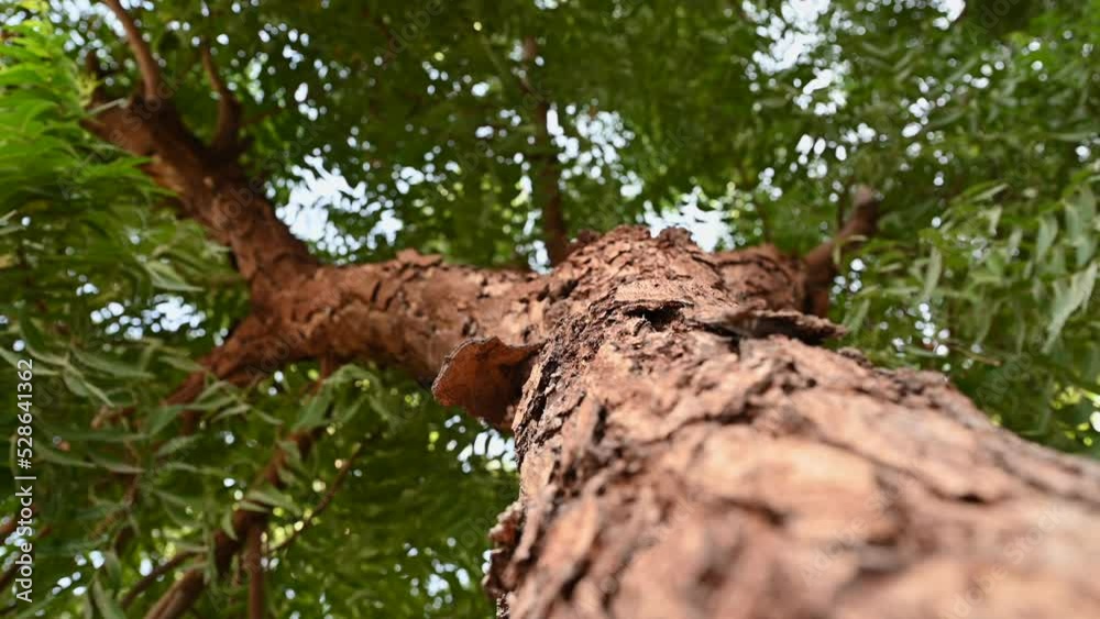 Neem tree bark, an old neem tree also known as Azadirachta indica ...