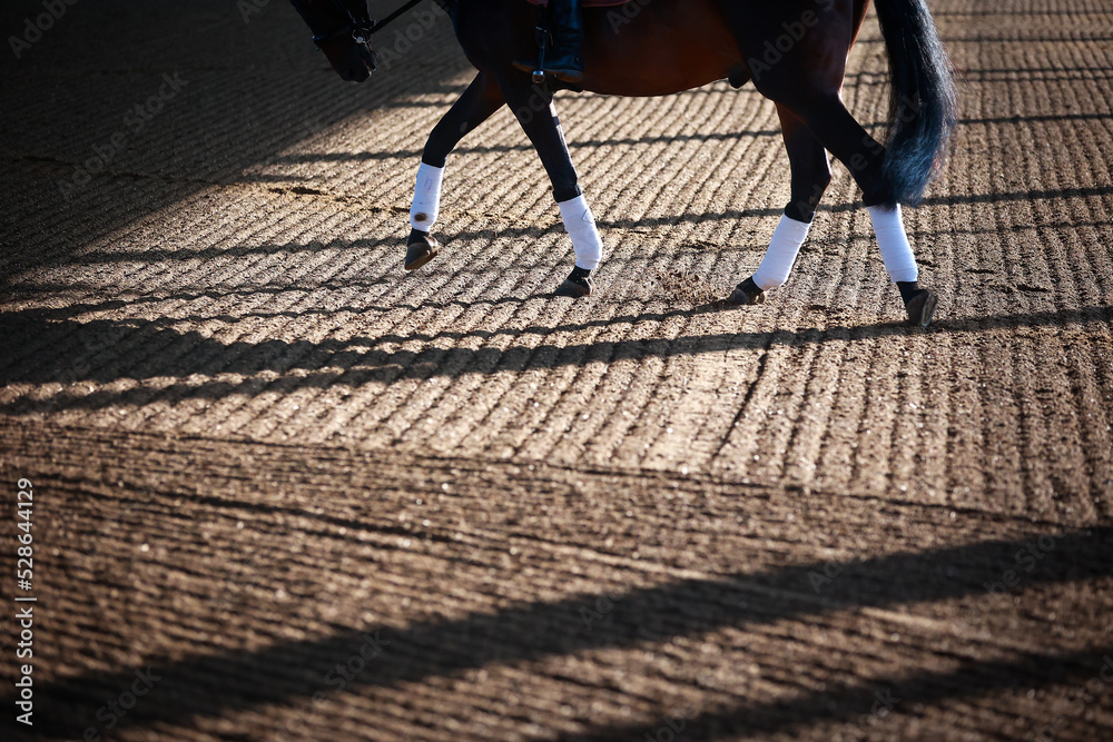Horse walks on freshly stripped riding hall floor, detail of the ...