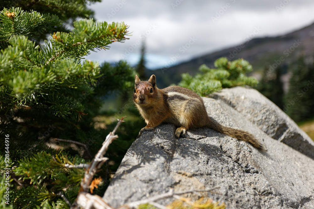 A Golden Mantled Ground Squirrel rests on a rock in the shade of a ...